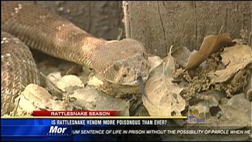 Is Rattlesnake Venom More Poisonous Than Ever? - CBS News 8 - San Diego ...