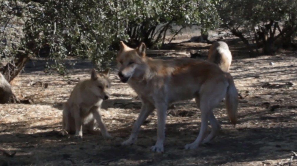 Growing wolf pack at California Wolf Center helping species make - CBS ...