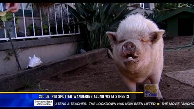 200 pound pig spotted wandering along Vista streets - CBS News 8 - San ...